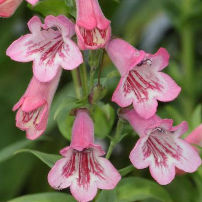 Penstemon 'Hidcote Pink'