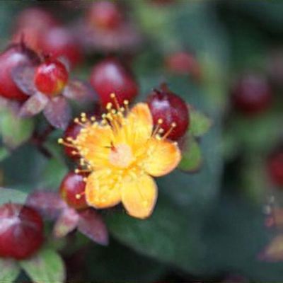 hypericum inodorum elstead