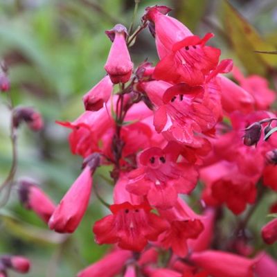 Penstemon 'Schoenholzeri'