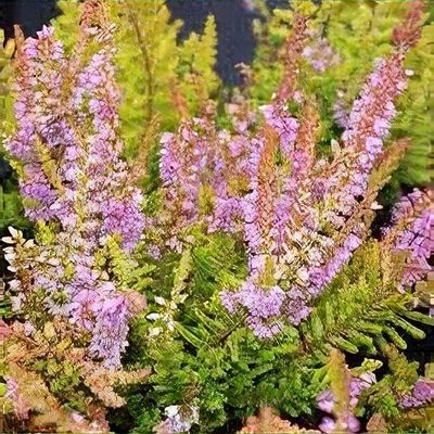 spring cream heather