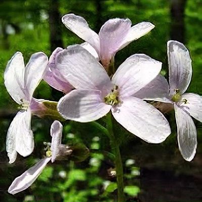 cardamine raphanifolia
