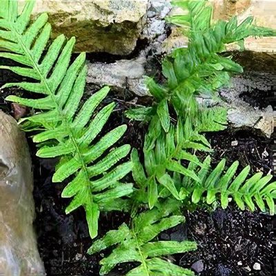 polypodium interjectum cornubiense