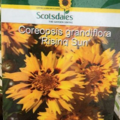 coreopsis sunfire uk