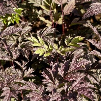 actaea simplex james compton