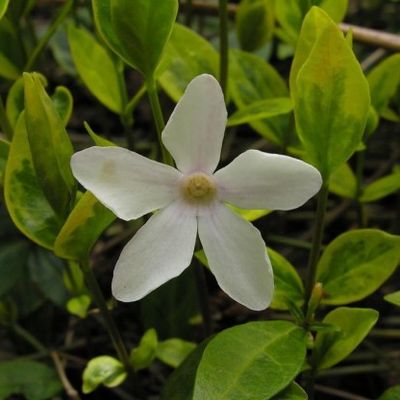 vinca colada