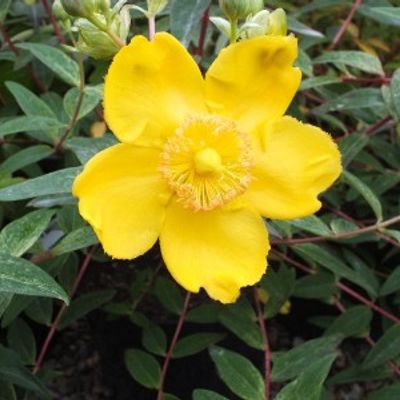 hypericum inodorum elstead