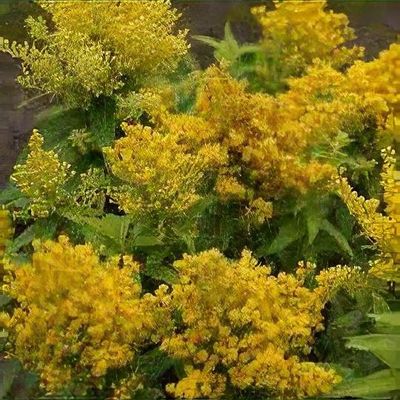 solidago queenie