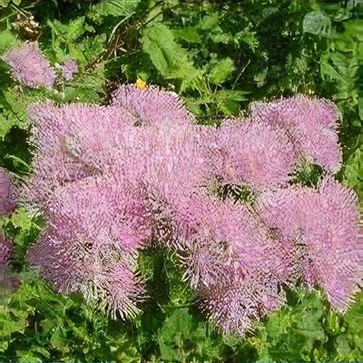 Thalictrum aquilegiifolium