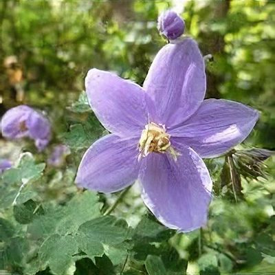 thalictrum diffusiflorum
