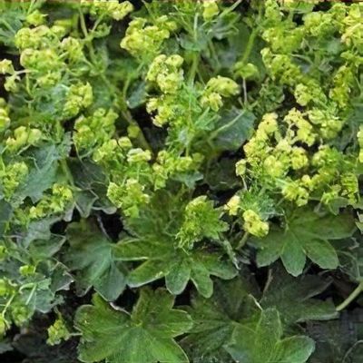 alchemilla sciura