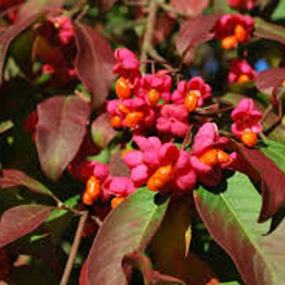 euonymus red cascade
