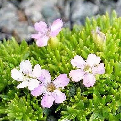 silene maritima alba