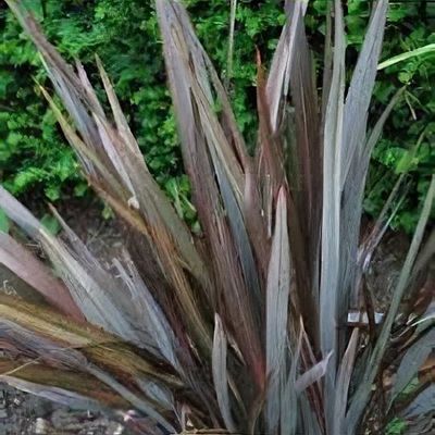 phormium tom thumb size