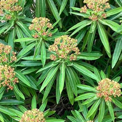 euphorbia ruby glow pruning