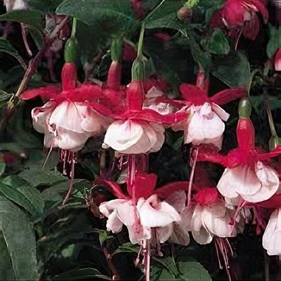 fuchsia phileine