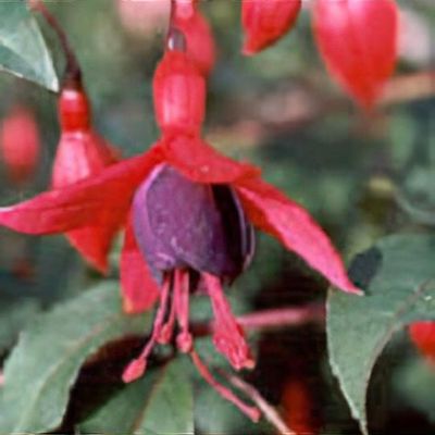 fuchsia pennine