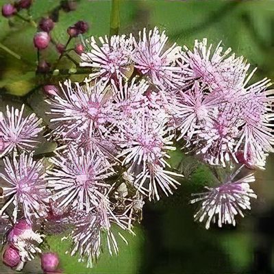 thalictrum diffusiflorum
