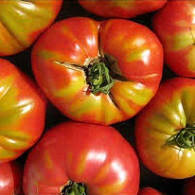 incas tomato