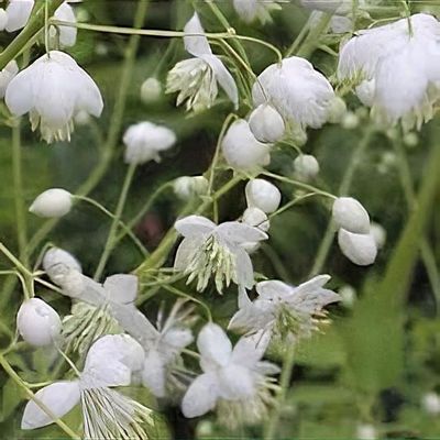 thalictrum decorum