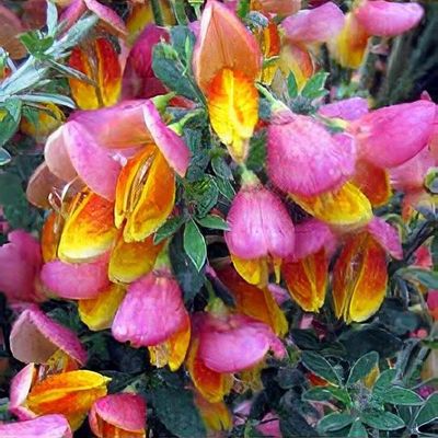 Cytisus x boskoopii 'La Coquette'