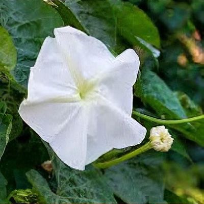 ipomoea variegata
