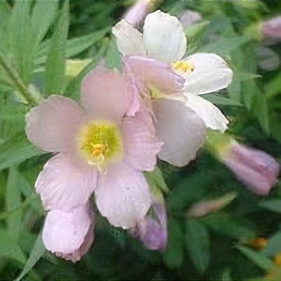 polemonium pink