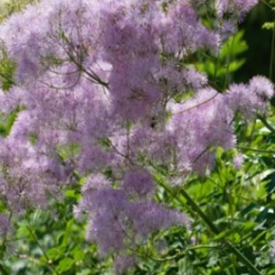 thalictrum decorum