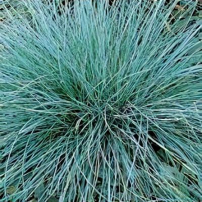 festuca varieties