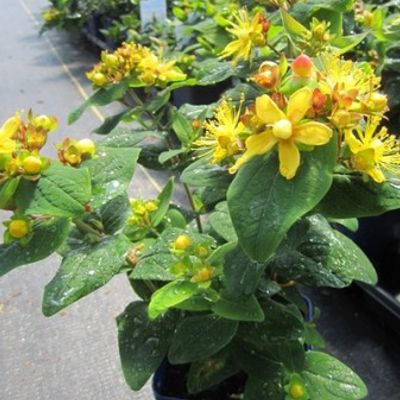 hypericum 'rowallane'