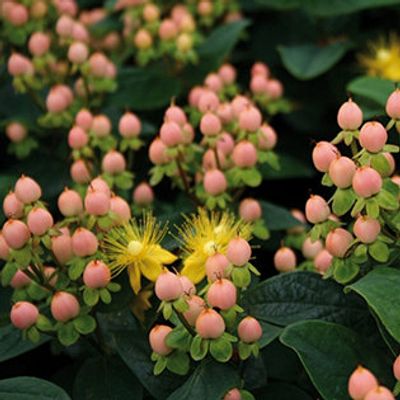 hypericum 'rowallane'