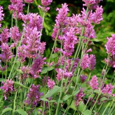 agastache firebird