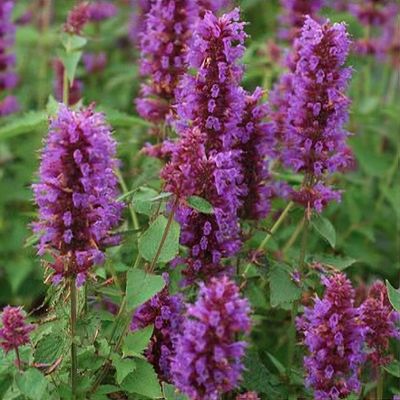 agastache mango tango