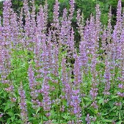 agastache firebird