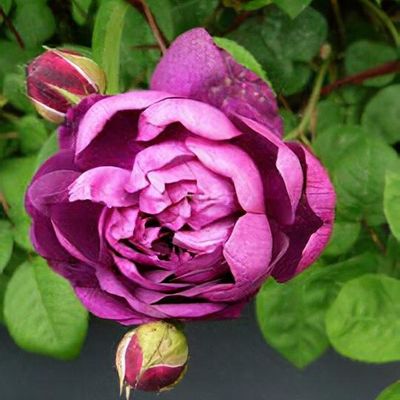 Rosa 'Cardinal de Richelieu'