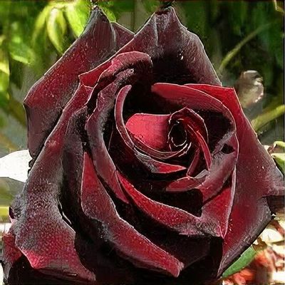 rose black magic