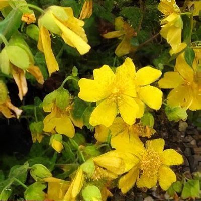 hypericum 'rowallane'