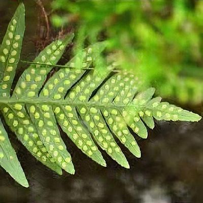 polypodium interjectum