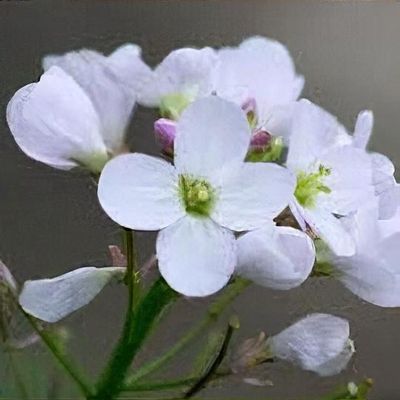 cardamine raphanifolia
