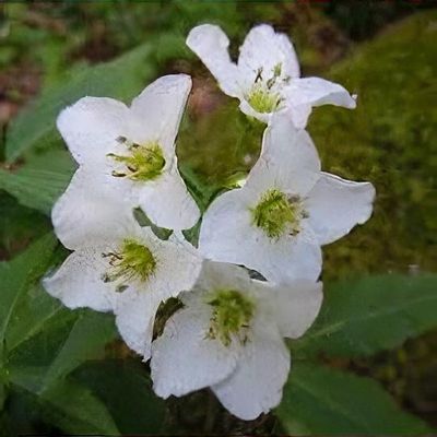 cardamine raphanifolia