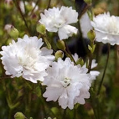 silene maritima alba