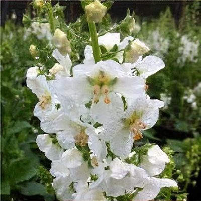 white verbascum
