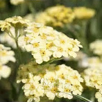Achillea 'King Alfred'
