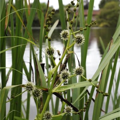 Sparganium erectum