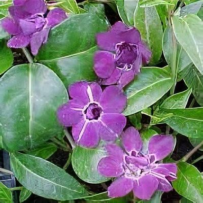vinca minor purpurea