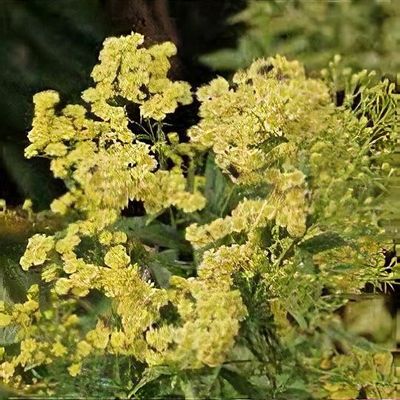 solidago queenie