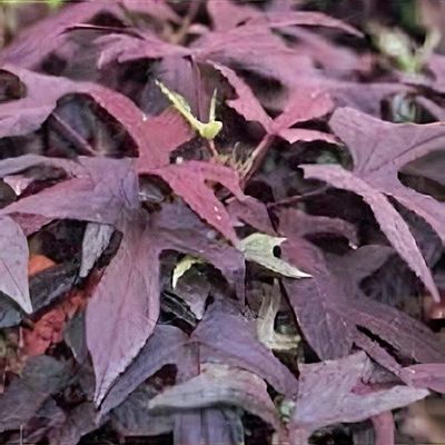 ipomoea nil chocolate