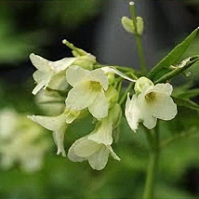 cardamine raphanifolia