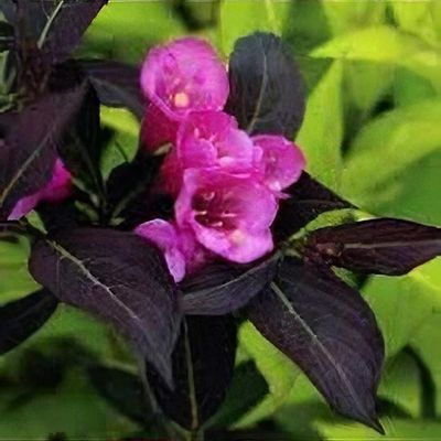 weigela coraeensis