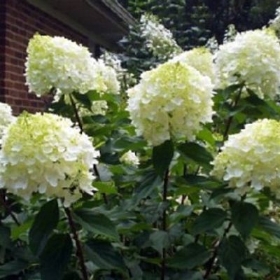 growing silver dollar hydrangea