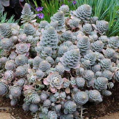 dunce cap succulent